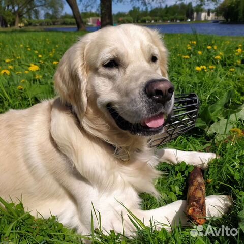 Голден ретривер (золотистый ретривер) на вязку