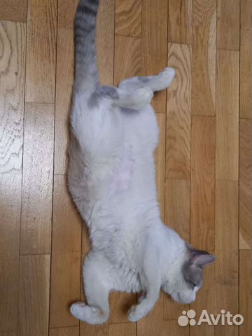 Котик в дар