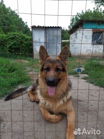 Немецкая овчарка случка кабель