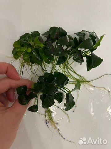 Анубиас нана карликовый