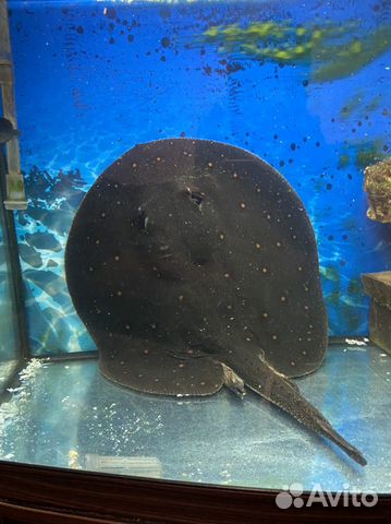 Скат Моторо самец