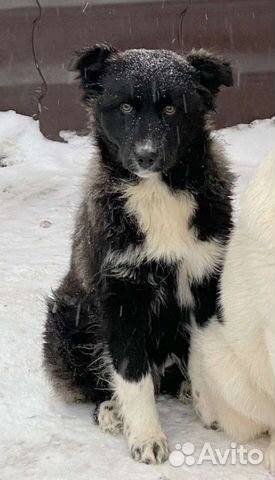 Щенки в добрые руки