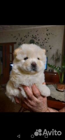 Щенки чау-чау