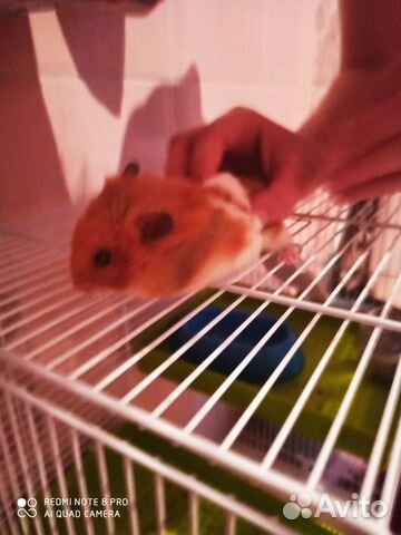 Сирийский хомяк с клеткой