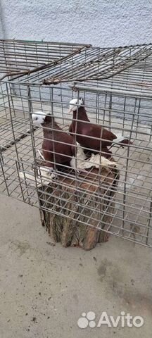 Голуби Армавирцы