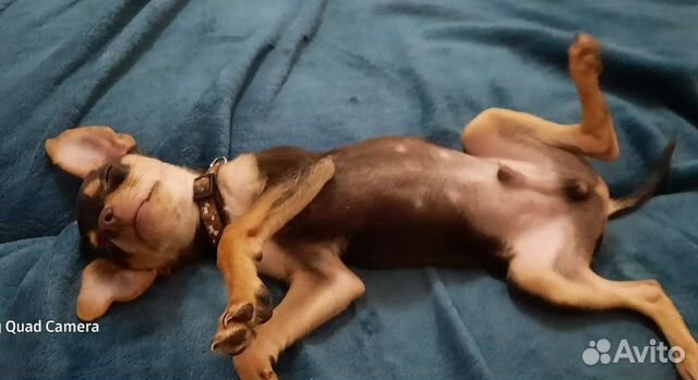 Вязка русский той