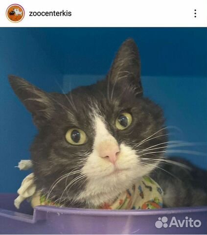 Лапушка. 26 фев идет на улицу. Шанс