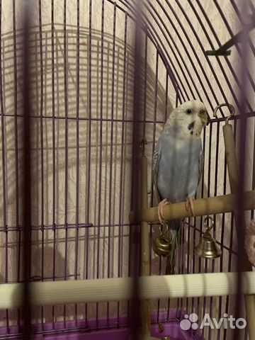 Попугай самка 1,5 года с клеткой и кормом