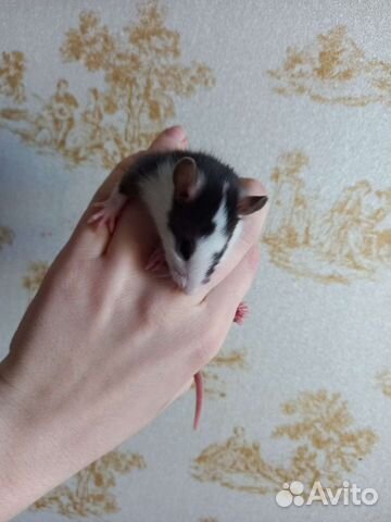 Декоративная крыса (крысенок)