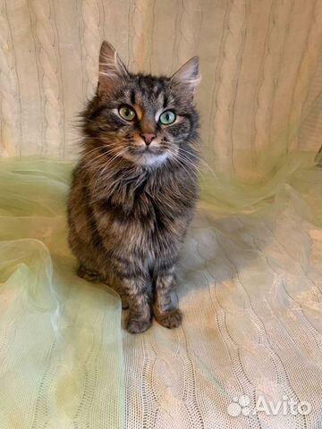 Красавица кошечка Тесла 1 годик,очень ласковая