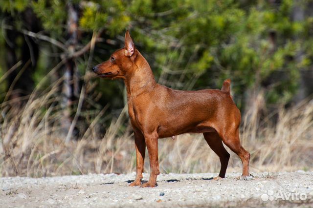 Красные рыжики