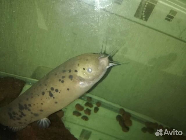 Электрический сом