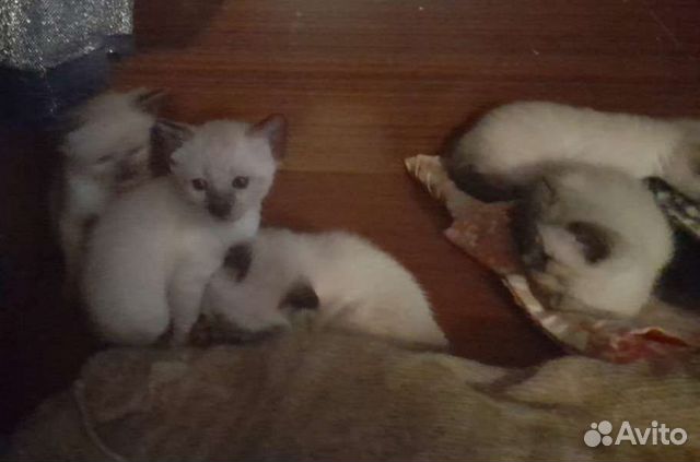 Сиамские котята
