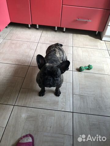 Потерялась собака