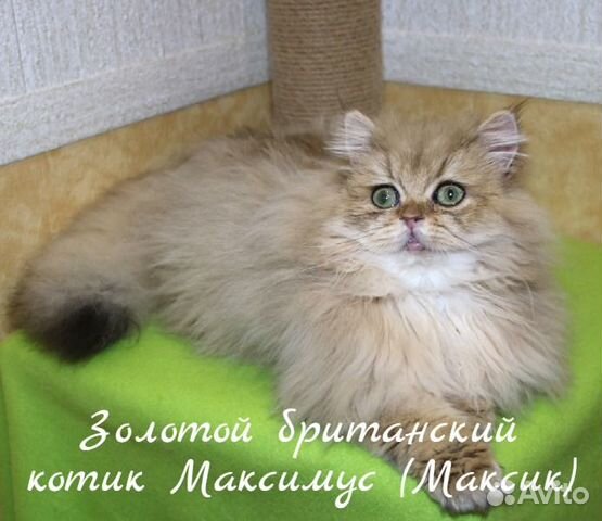 Золотой длинношерстный котик