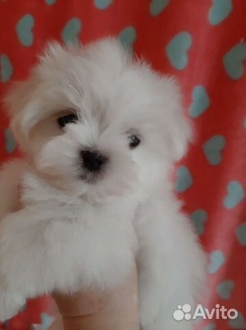 Микро девочка Мальтезе. Щенки Мальтийской болонки