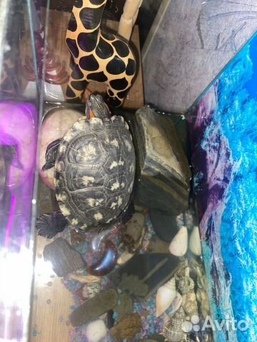 Отдам черепаху без аквариума.Черепахе(2 года)