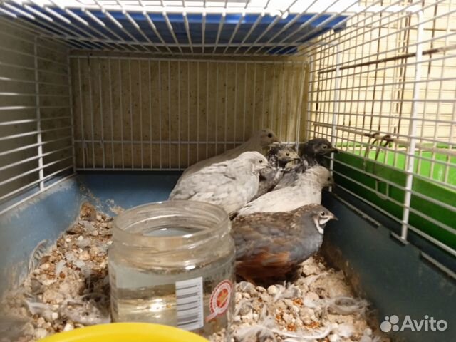 Китайский Расписной перепел Отдам