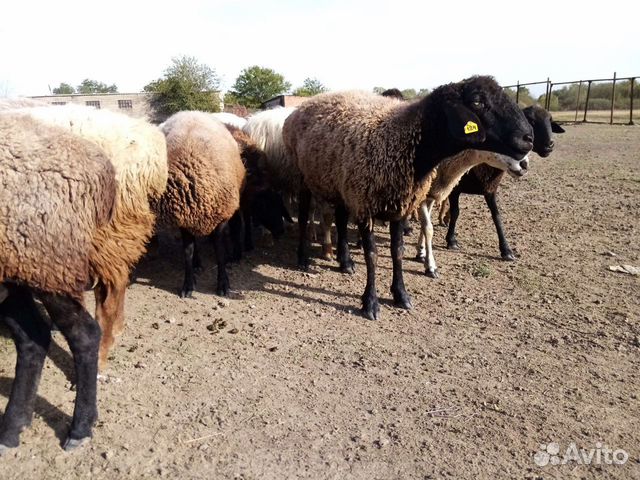Баран, овцы, ярки, ягнята