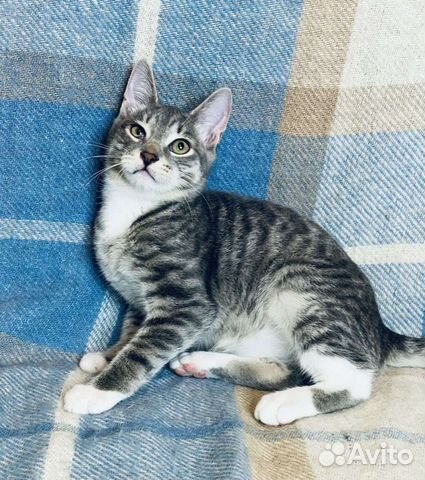 Котёнок Лапиш