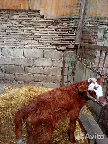 Телка 2 недели