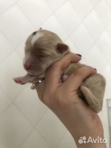 Щенки мальтипу