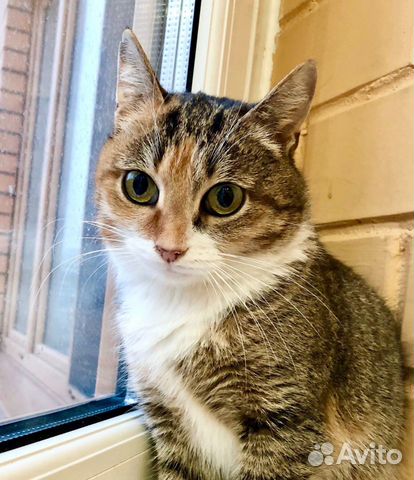 Лика -трепетная девочка ищет дом