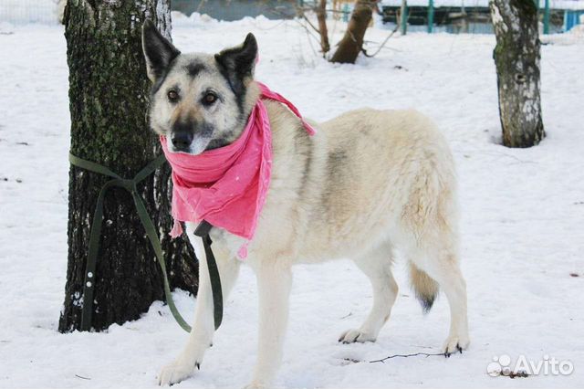 Собака Вика ждёт вас в тесной клетке Заберите