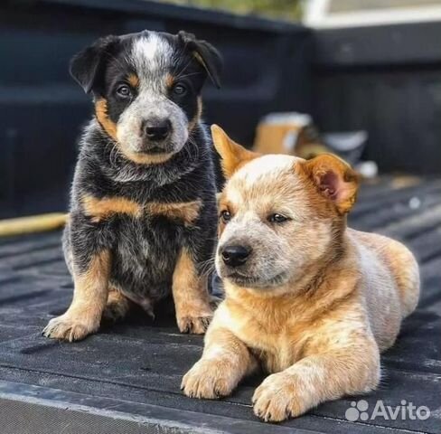 Австралийский хилер