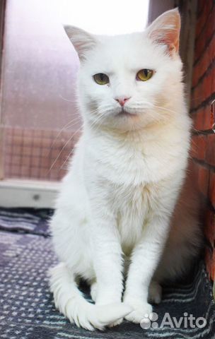 Кошка Бэлла 1,5 года