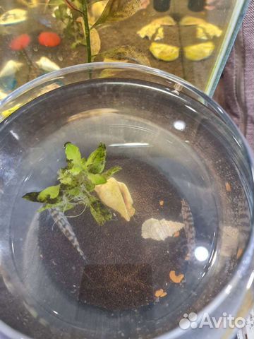 Боция мраморная