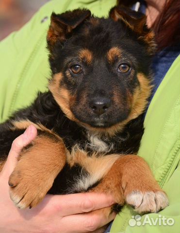 Щенок Светофорчик. ищем хозяев