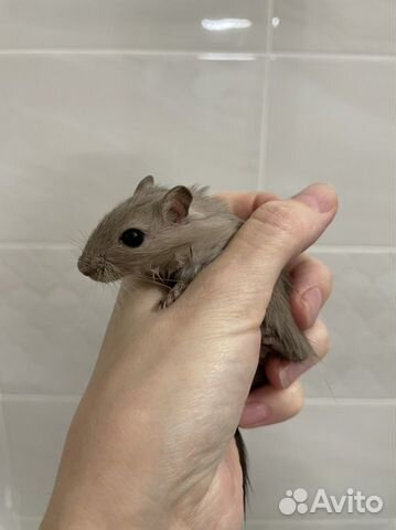 Песчанка