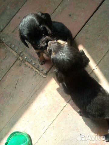 Отдам в добрые руки 3 щенка (сучки), возраст 2меся