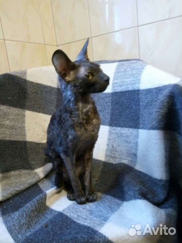 Котик корниш-рекс