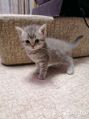 Шотландская кошка страйт