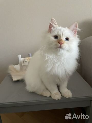 Невский маскарадный кот