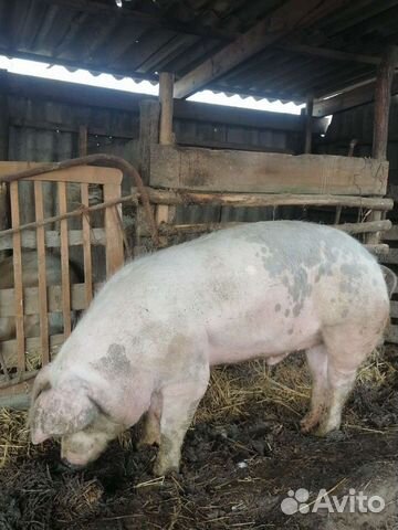 Услуги хряка