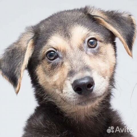 Смурфи. Щенок-говорящие глазки