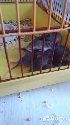 Декоративная крыса дамбо