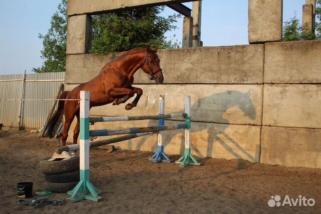 Тракененский жеребец