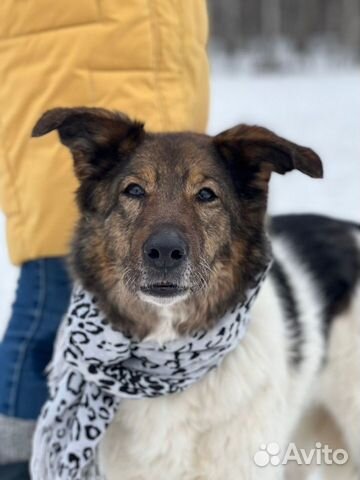 Добрая и умная принцесса Майли ищет дом