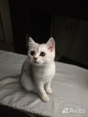 Британская шиншилла (кошка)