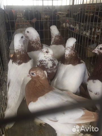 Продажа голубей