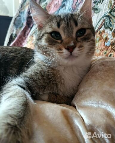 Котенок Ириска