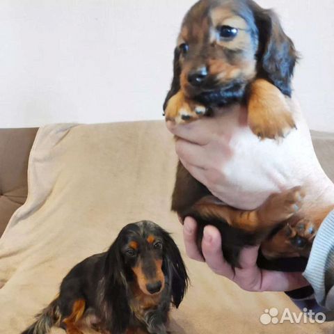 Длинношерстная миниатюрная такса