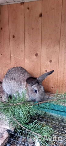 Кролики мясных пород