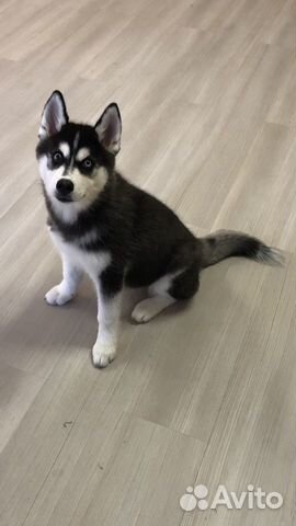 Сибирский хаски