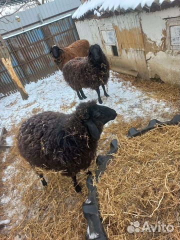 Матки с ягнятами