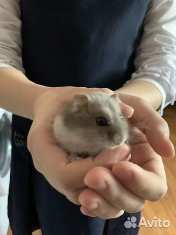 Хомячок Джунгарик